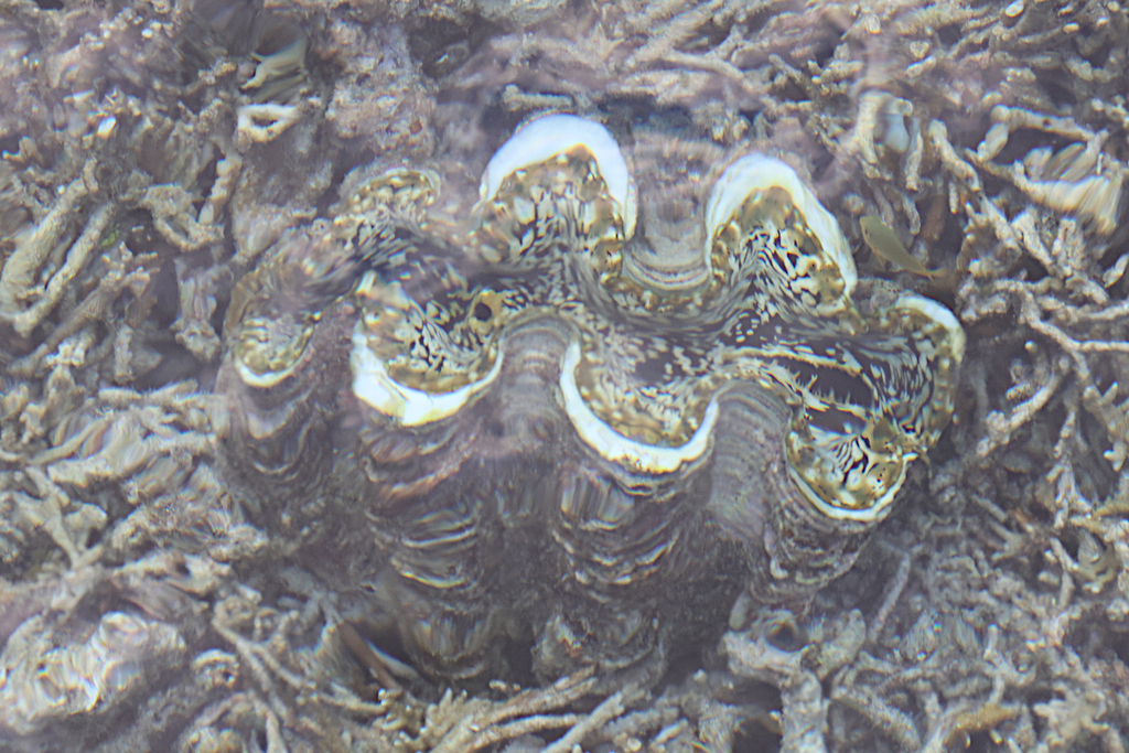 Fluted Giant Clam in October 2023 by leithallb. 5829 · iNaturalist