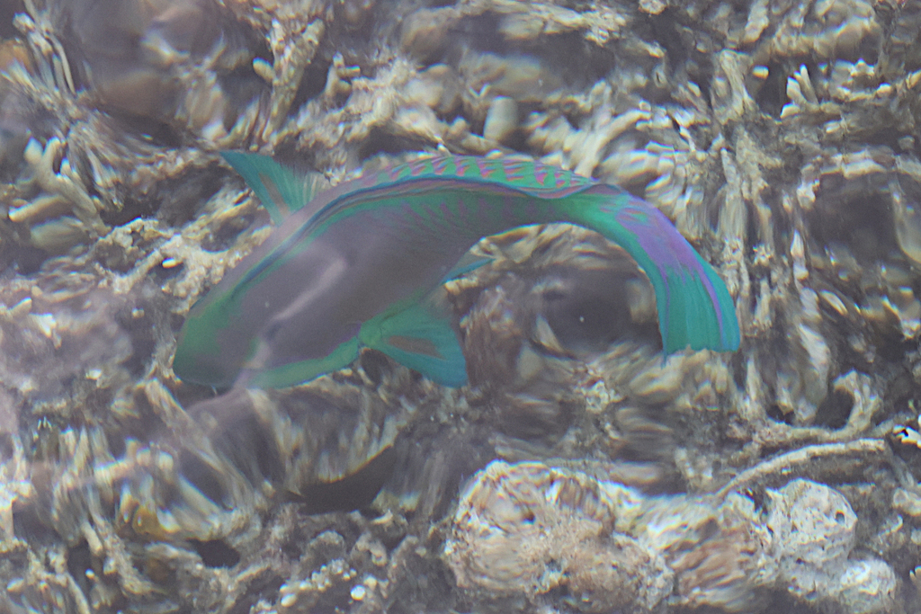 Bleeker's Parrotfish in October 2023 by leithallb. 5830 · iNaturalist