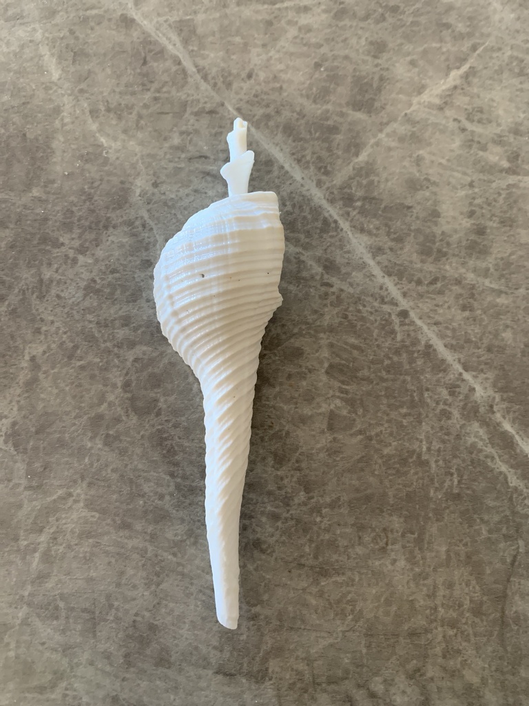 giant spindle from Wallagoot Beach, Bournda, NSW, AU on November 17 ...