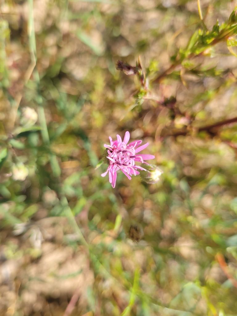 Rosy Palafox from Beaver County, OK, USA on August 16, 2023 at 12:51 PM ...