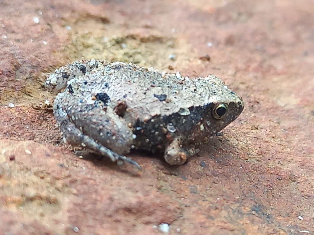 Red Narrow Mouthed Frog from Shivanahalli, Karnataka 560083, India on ...