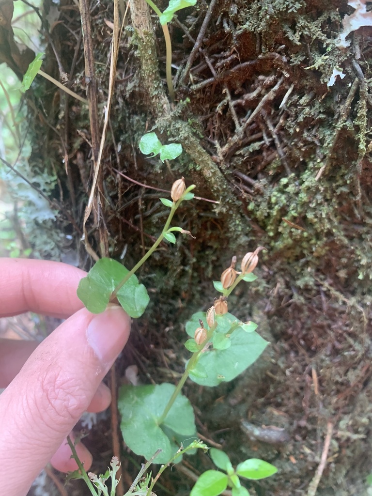 Pixie cap from North Island, Waipu, Northland, NZ on November 17, 2023 ...
