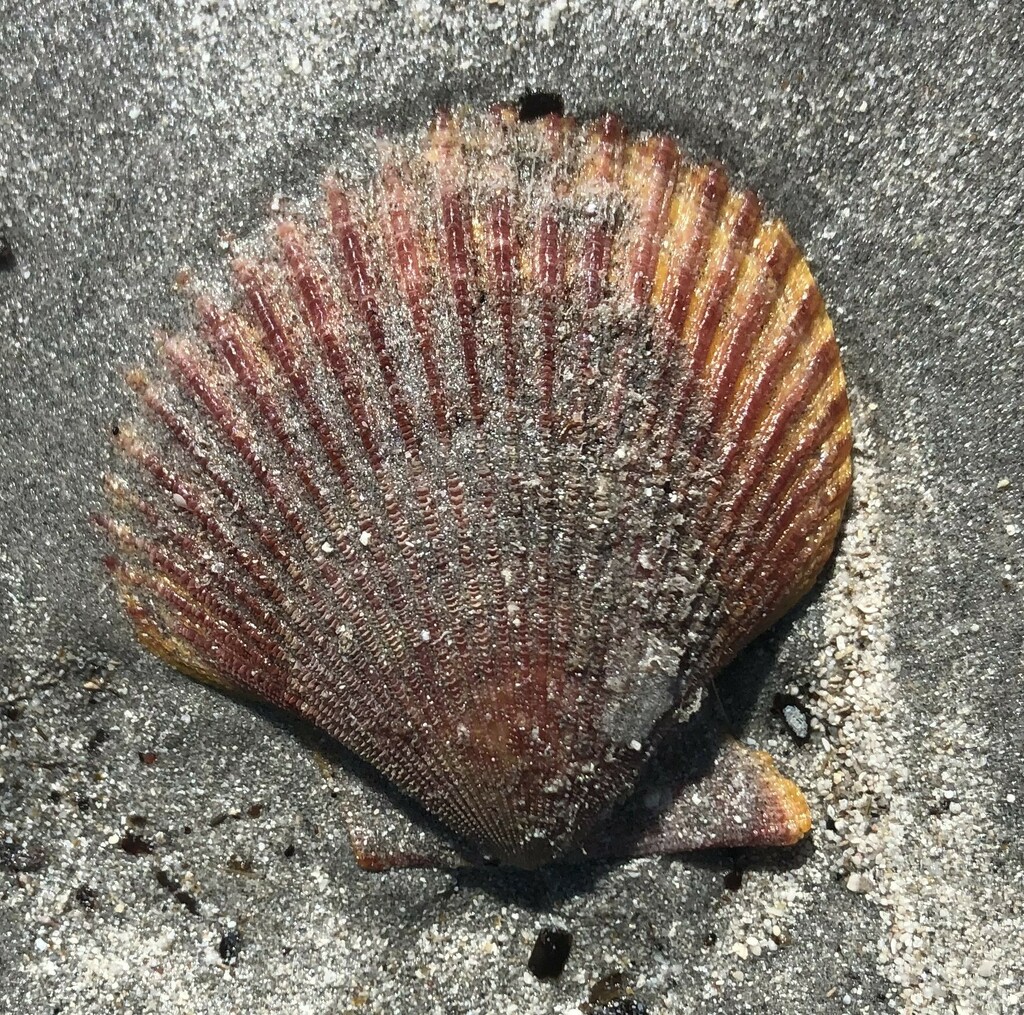Doughboy Scallop from Kingston District Council, SA, Australia on ...