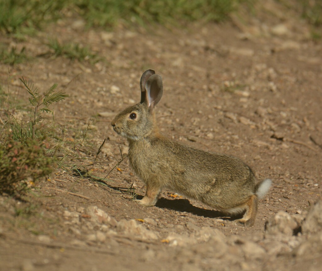 Mexican Cottontail from Zona Metropolitana de Oaxaca, Oax., México on ...