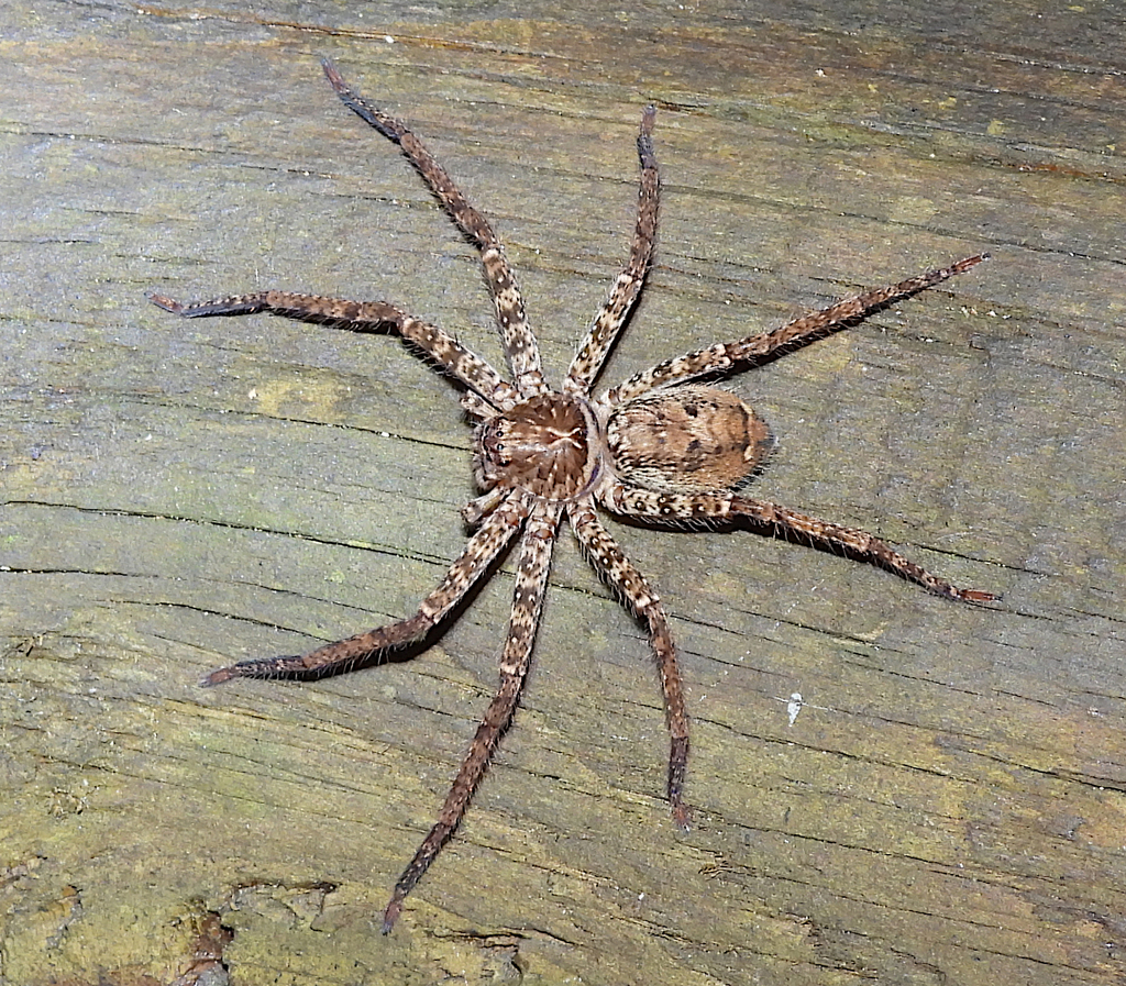 Giant Huntsman Spiders from Cathedral Fig Tree, Danbulla QLD 4872 ...