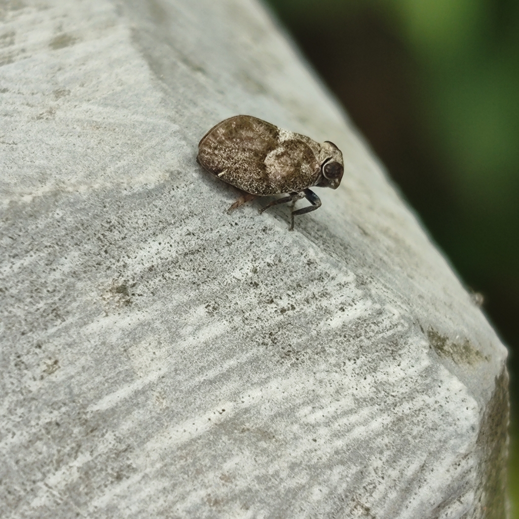 Issid Planthoppers in October 2023 by ddmdragonflies · iNaturalist