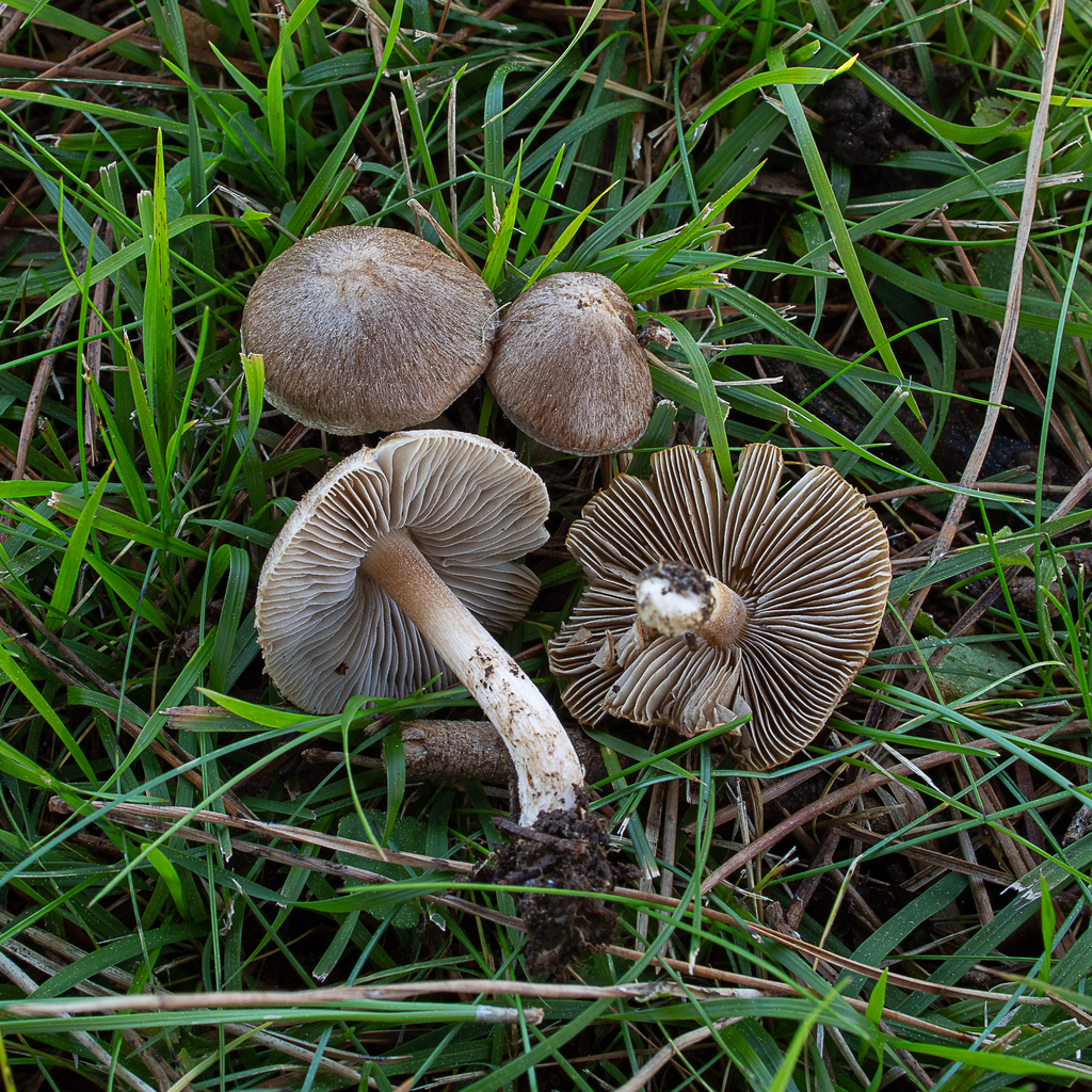 Inocybe oblectabilis from Provincia di Treviso, Italia on November 15 ...