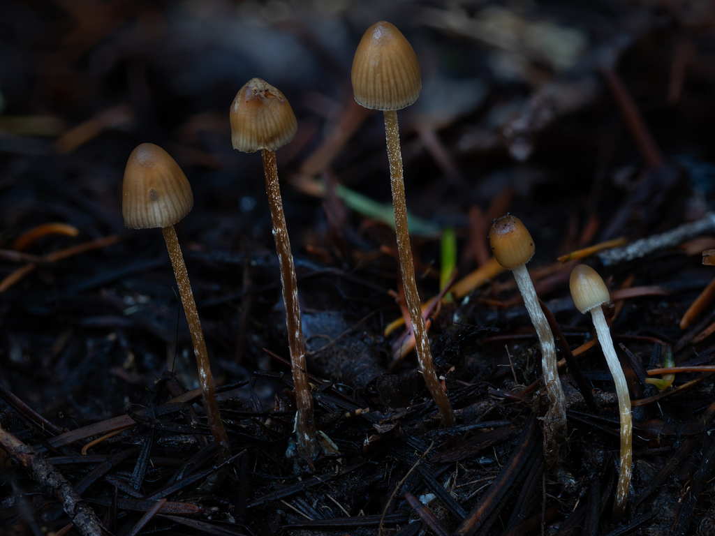Psilocybe pelliculosa from Clackamas County, OR, USA on November 16 ...