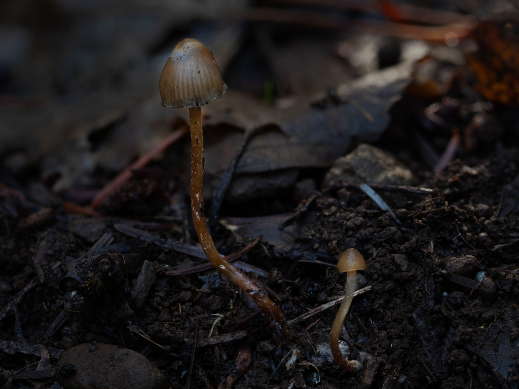 Psilocybe pelliculosa from Clackamas County, OR, USA on November 9 ...
