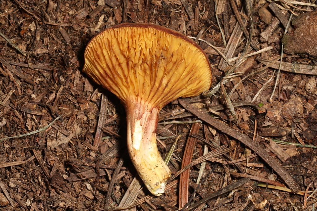 Phylloporus from Centre Hall, PA 16828, USA on August 5, 2023 at 07:40 ...