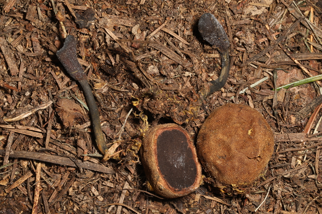 Tolypocladium from Centre Hall, PA 16828, USA on August 5, 2023 at 07: ...