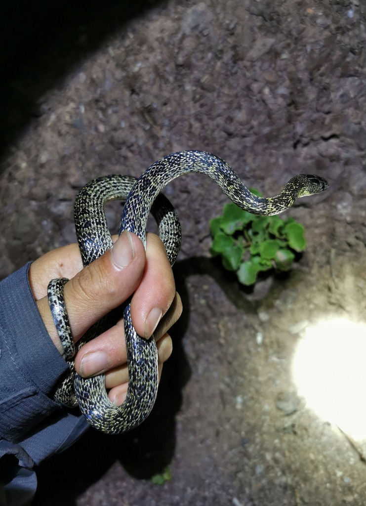 Gongshan Wolf Snake from 中国西藏自治区昌都市芒康县 on September 19, 2023 at 10:40 ...