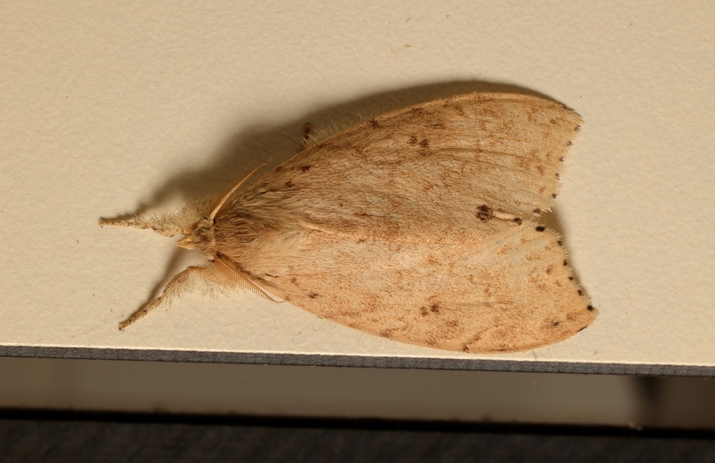 Calliteara angulata from Pat Sin Leng, Hong Kong on November 16, 2023 ...