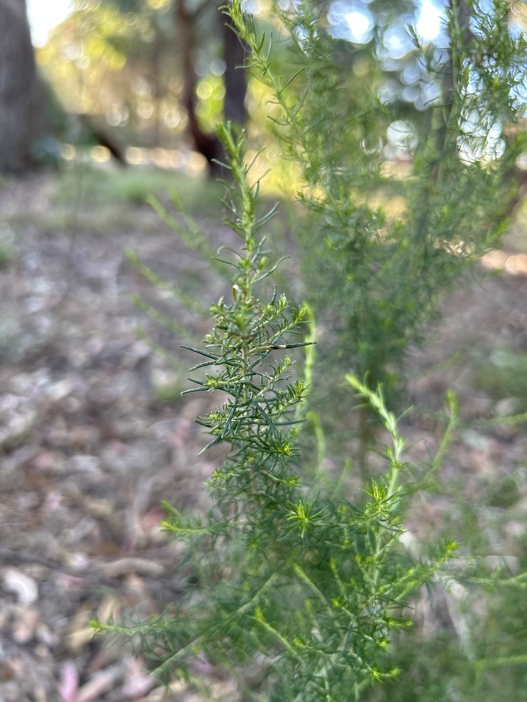 Sifton Bush from Rooks Rd, Nunawading, VIC, AU on November 17, 2023 at ...