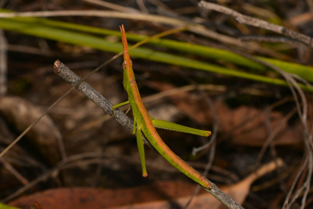 Heide from Big Hill NSW 2579, Australia on November 12, 2023 at 05:49 ...
