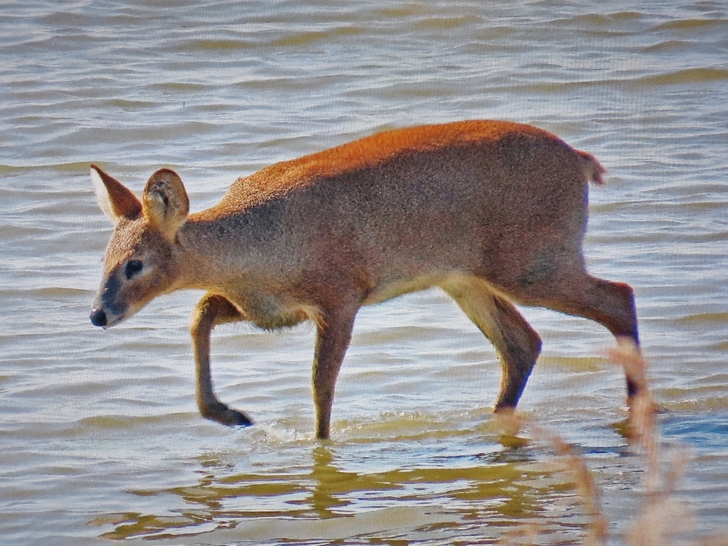 Korean Water Deer in October 2023 by Peter Leth · iNaturalist