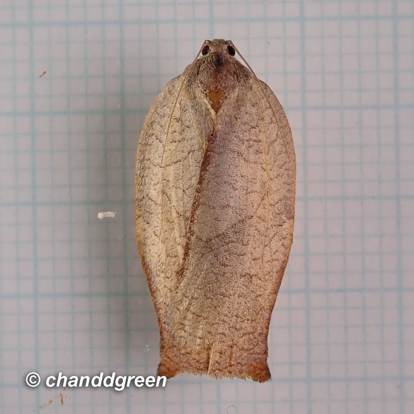 Homona coffearia (Nietner, 1861)