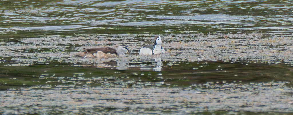 Cotton Pygmy-Goose from Forest Lake QLD 4078, Australia on November 17 ...