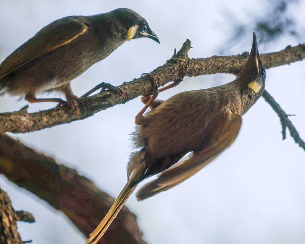 Lewin's Honeyeater from Muirlea QLD 4306, Australia on November 17 ...
