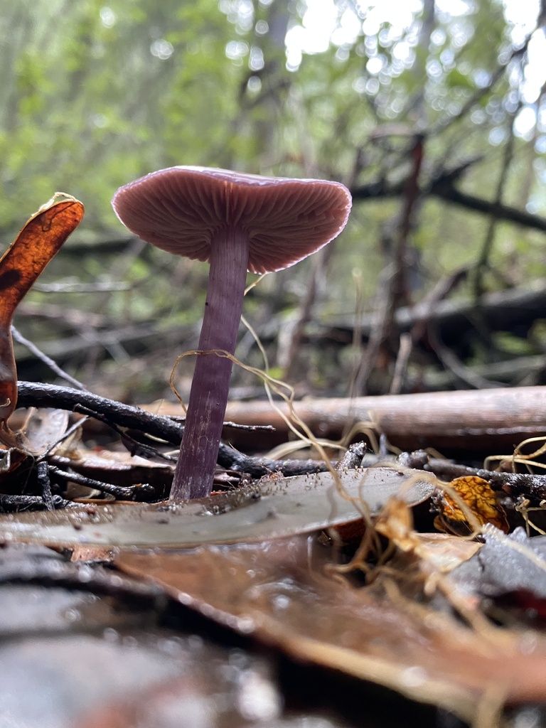 Thaxterogaster submagellanicus in June 2023 by Kylie Agnew-Francis ...