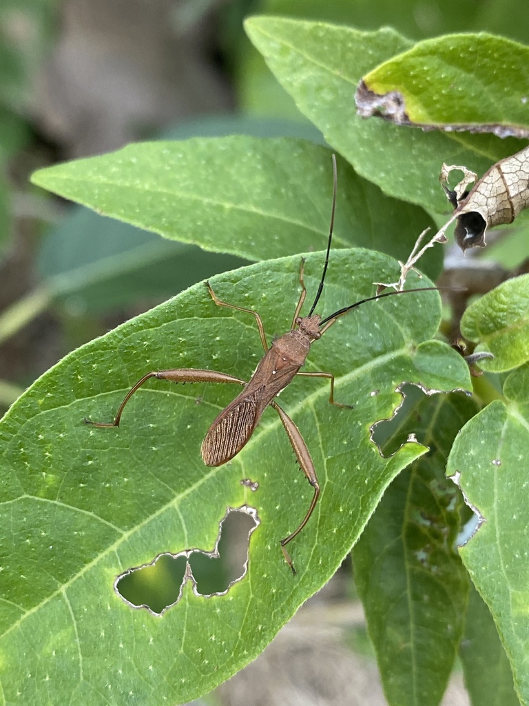 Riptortus linearis from 仲宗根町, 沖縄市, 沖縄県, JP on November 17, 2023 at 03: ...