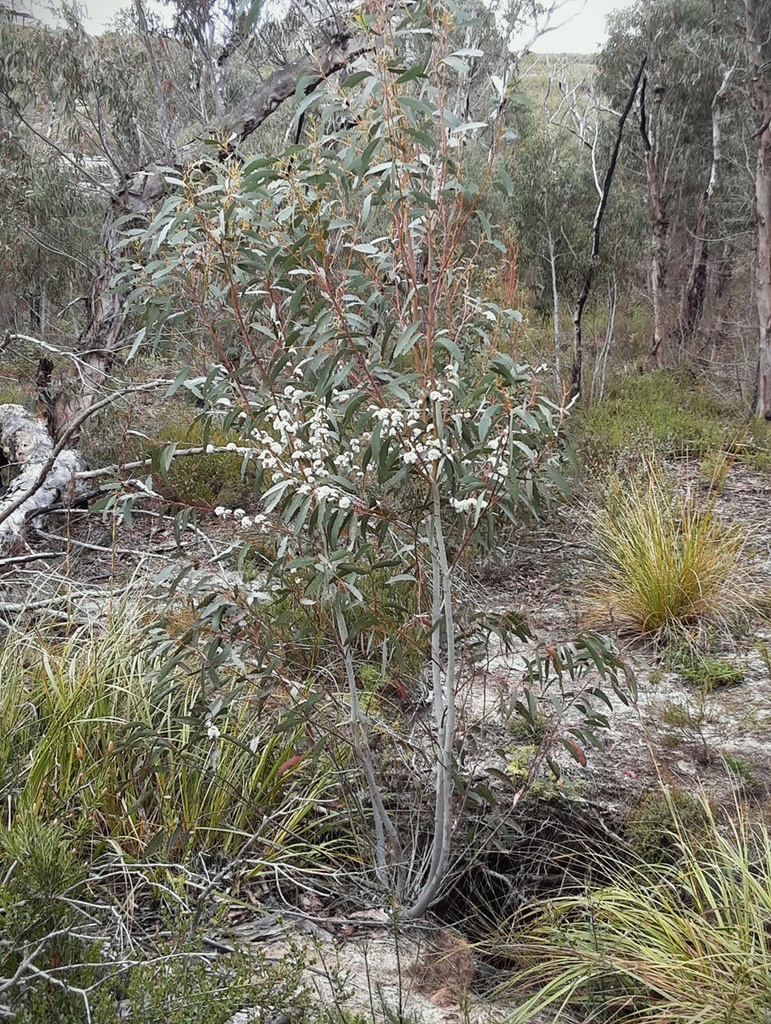 Mallee Snow Gum from Gardens of Stone SCA, Marrangaroo NSW 2790 ...