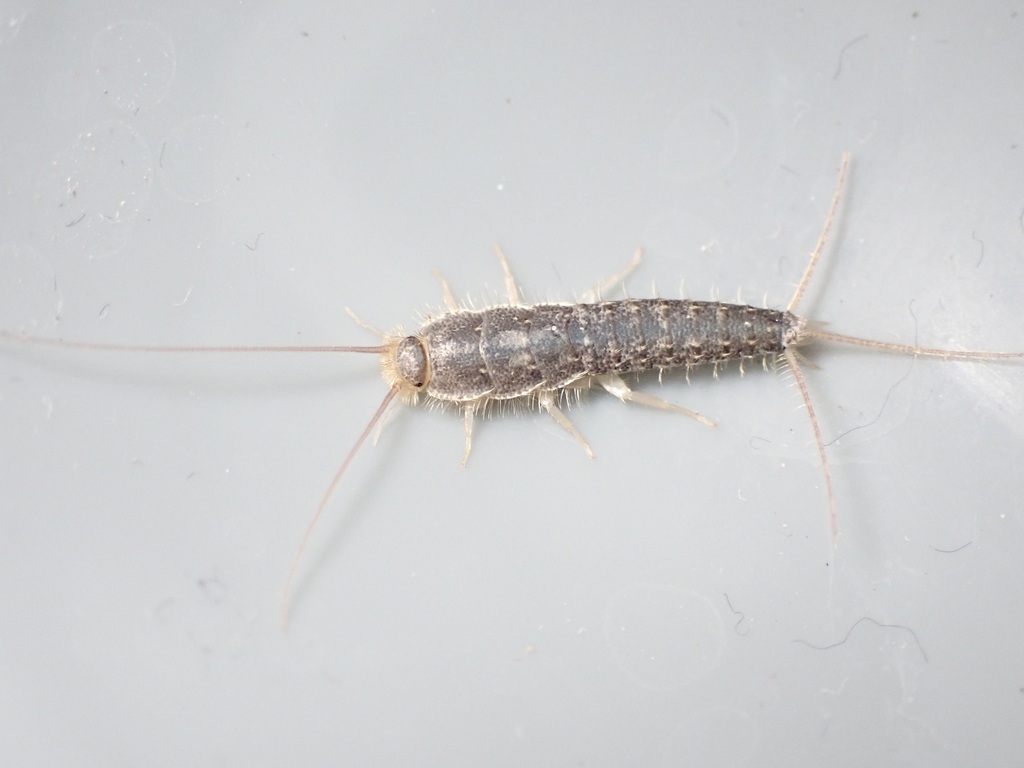 Long-tailed Silverfish from Südstadt-Bult, Hanover, Germany on November ...