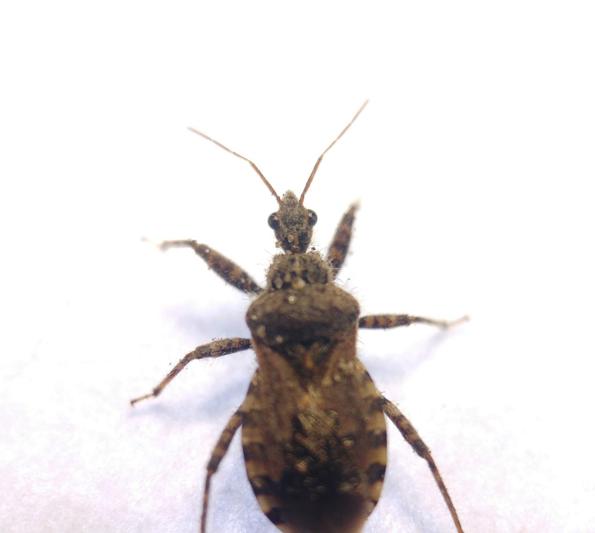 Coranus aegyptius (Fabricius, 1773)