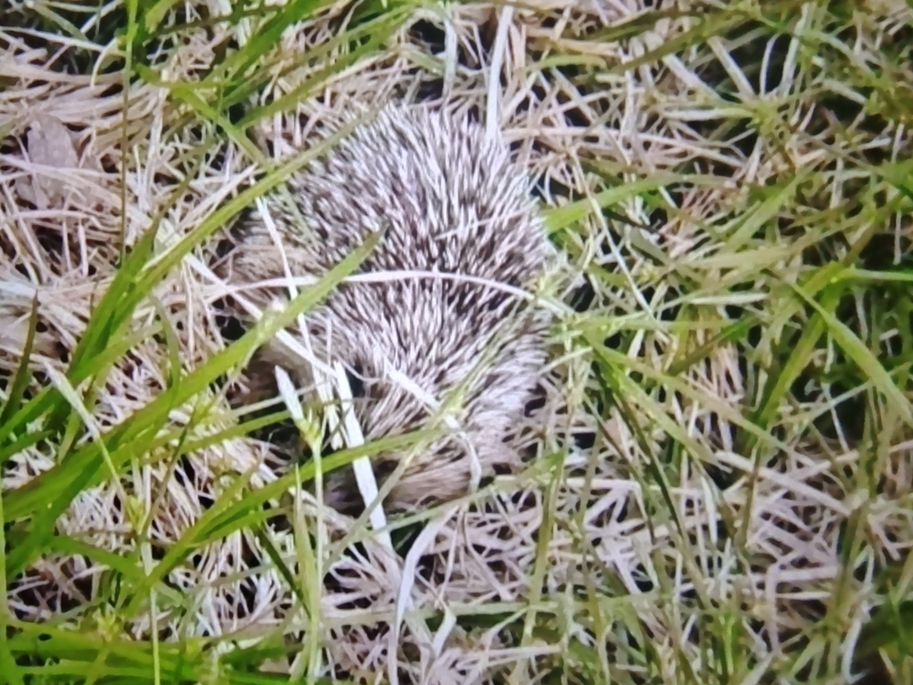 Amur Hedgehog from Beijing, Beijing, CN on November 17, 2023 at 06:38 ...