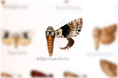 Diopa nigrofasciata · iNaturalist