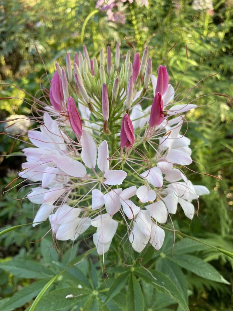 Spider flower from City Botanic Gardens, Brisbane, QLD, AU on October ...