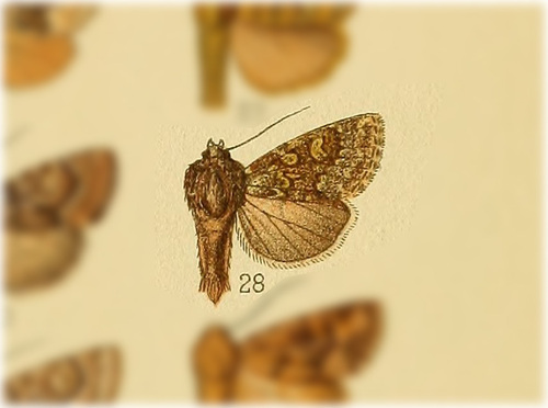 Apamea alticola · iNaturalist