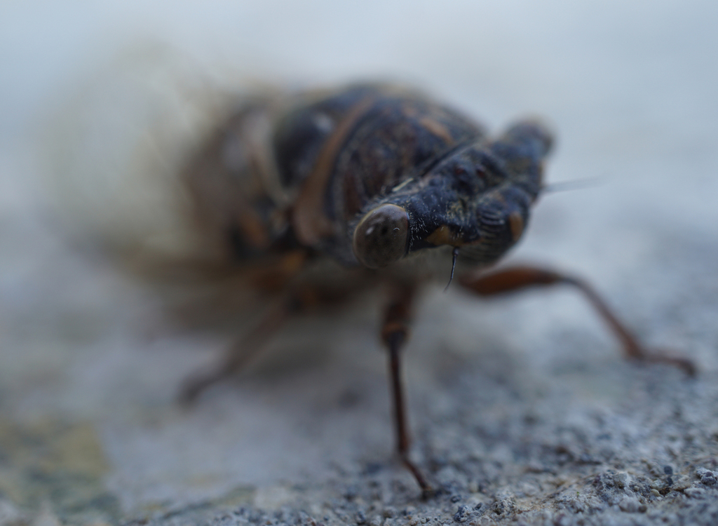 Common Cicada from Skopelos, Greece on August 4, 2019 by Finley ...