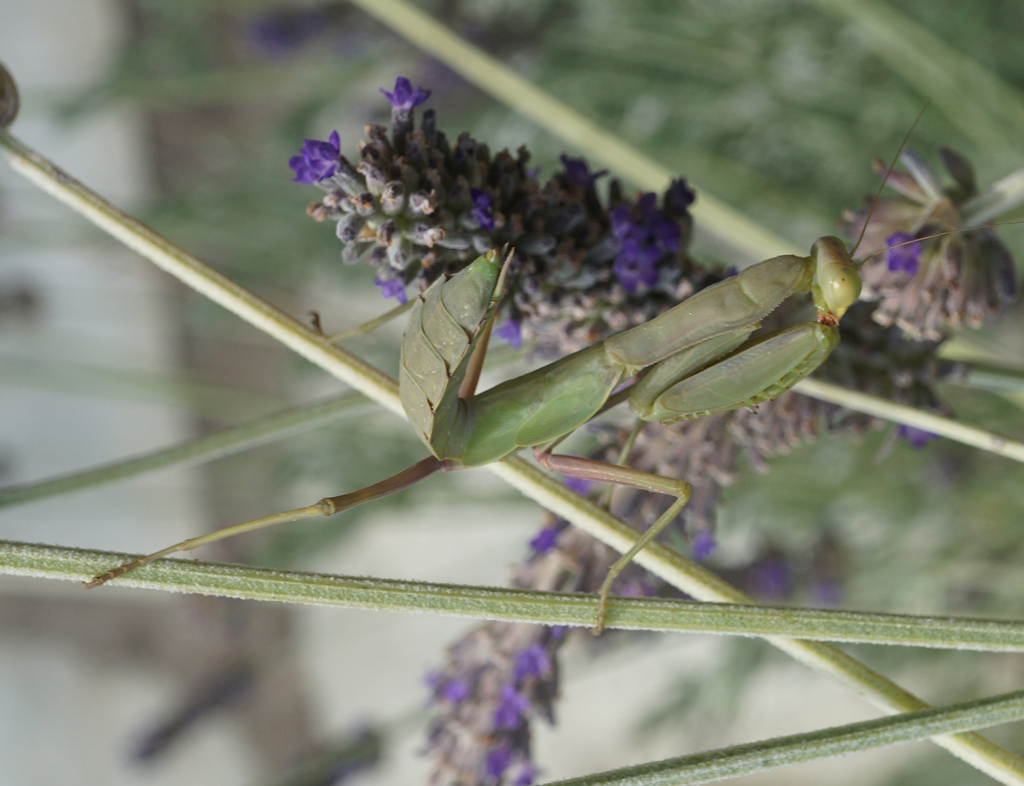Transcaucasian Giant Mantis from Skopelos, Greece on August 5, 2019 by ...