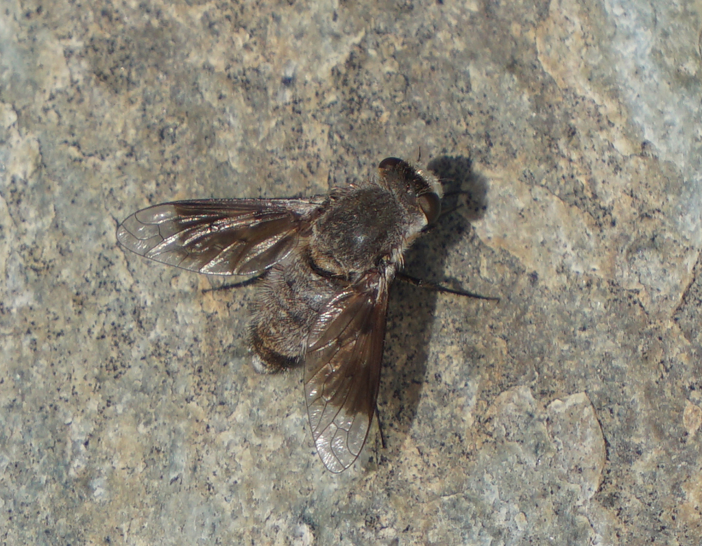Bee Flies from Skopelos, Greece on August 5, 2019 by Finley Hutchinson ...