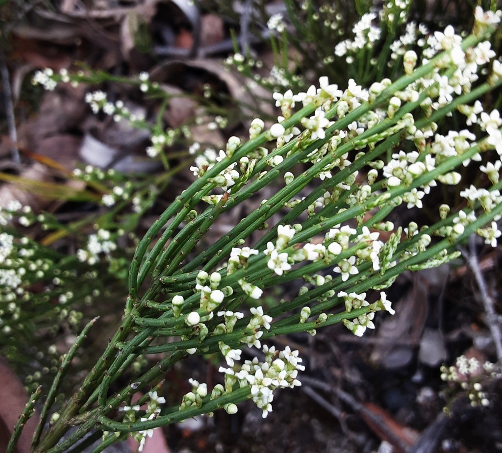 Choretrum candollei from Gardens of Stone SCA, Marrangaroo NSW 2790 ...