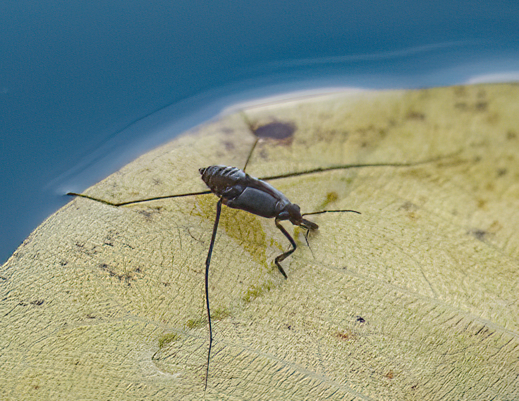 Sea Skaters from Dampier Strait, Raja Ampat, Indonesia on October 26 ...