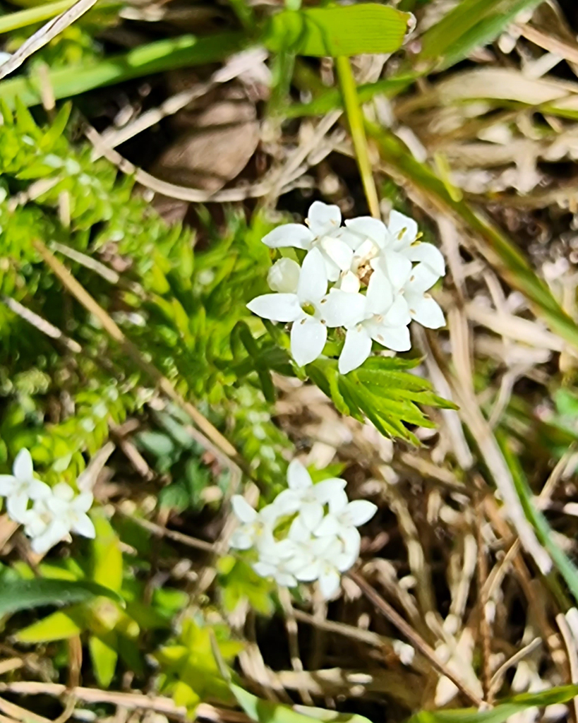 Common Woodruff from Gordon VIC 3345, Australia on October 18, 2023 at ...