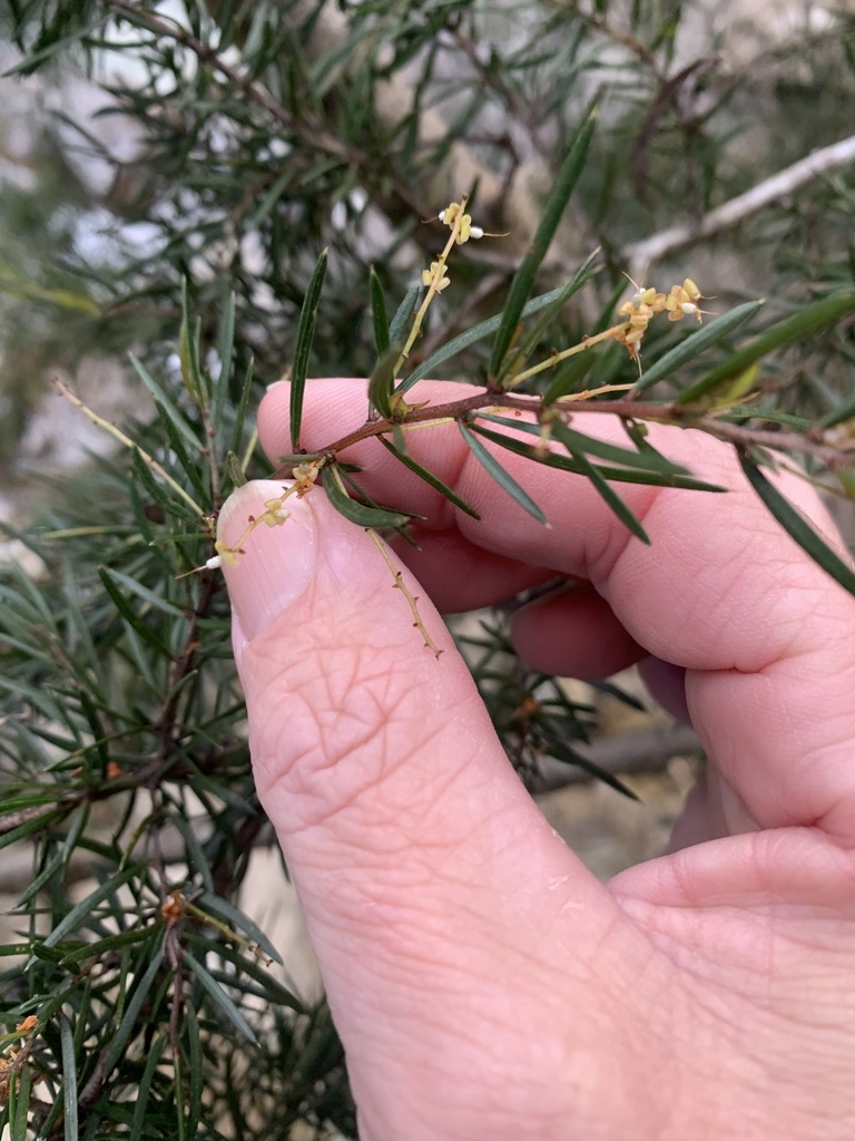 Rice's Wattle from North West Bay River, Wellington Park, TAS, AU on ...