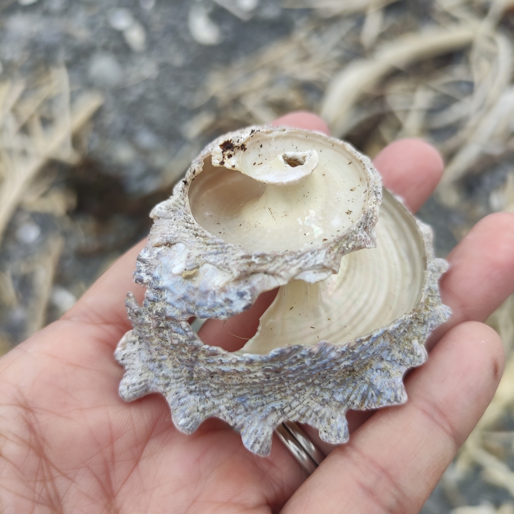 Circular Saw Shell from Hurunui, NZ-CA, NZ on November 16, 2023 at 06: ...