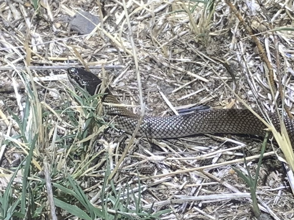 Curl Snake in November 2023 by Braden Mcdonald · iNaturalist