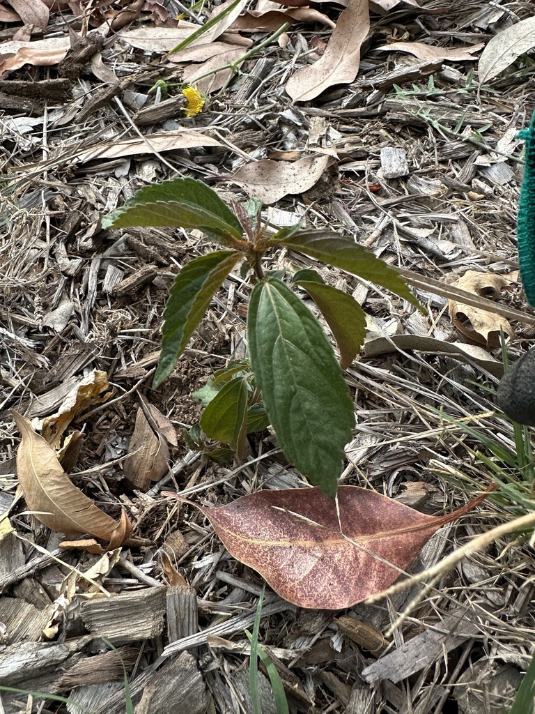 Asian Copperleaf from Dick Johnson Drive, Oran Park, NSW, AU on October ...