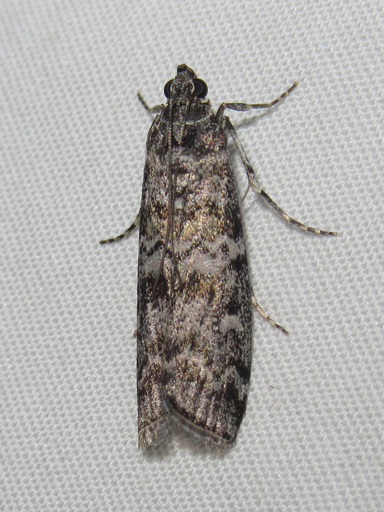 Spruce Coneworm Moth from Southwest Portland, Portland, OR, USA on July ...