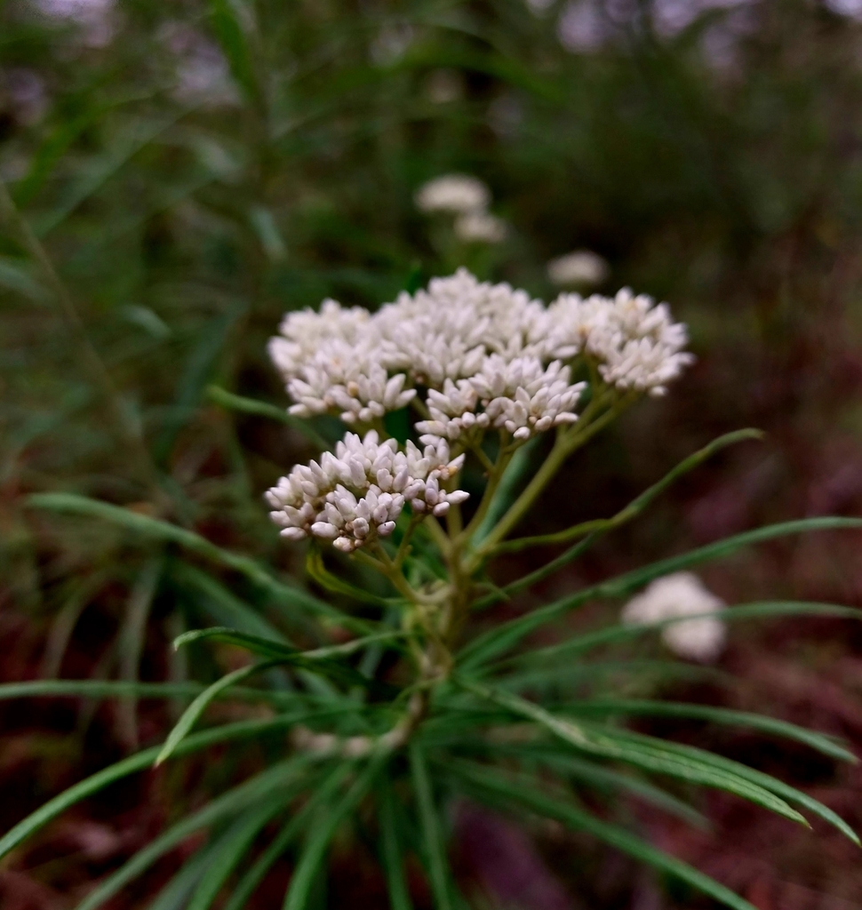 Shiny Cassinia from Iguana Creek VIC 3875, Australia on November 14 ...