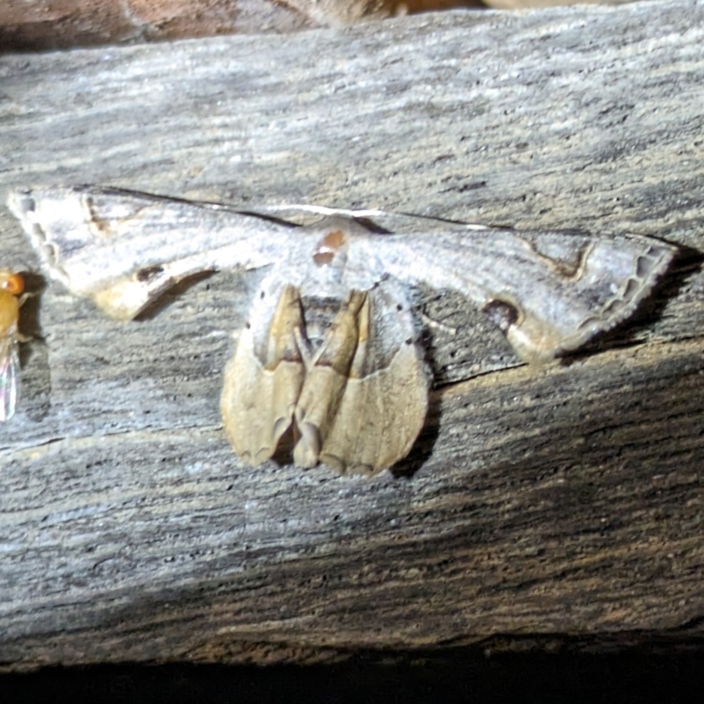 Phazaca from 7H55+R69, Tamil Nadu 627105, India on November 17, 2023 at ...