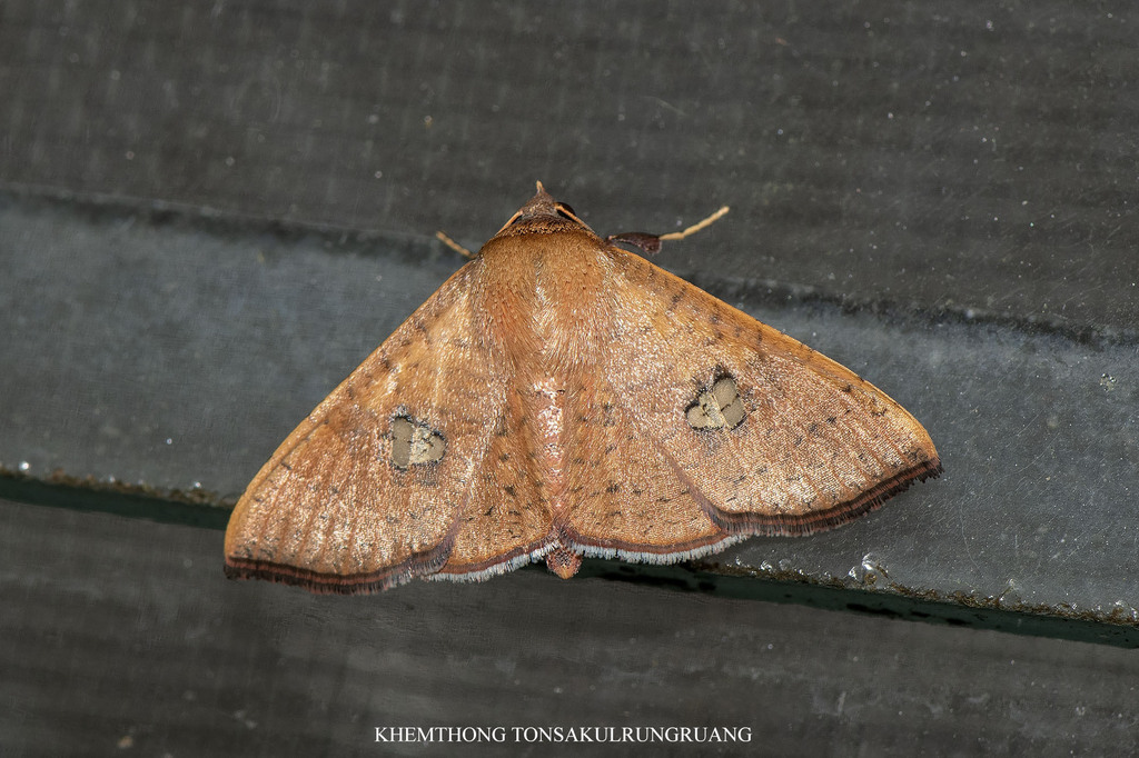 Sapodilla Borer Moth from Mae Wong National Park, Tambon Khlong Nam Lai ...