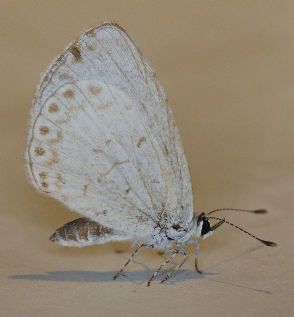 Northern Azure from Maison Saint-Augustin on July 23, 2023 at 07:31 PM ...