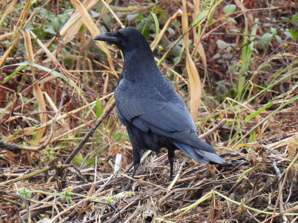 Carrion Crow from Takatsu Ward, Kawasaki, Kanagawa, Japan on November ...