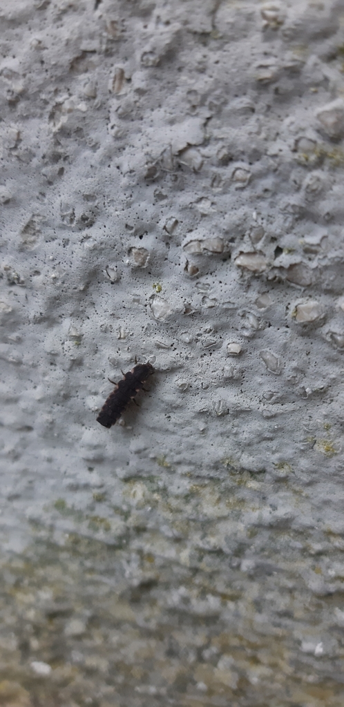 Fireflies from 00023 Arsoli, Metropolitan City of Rome Capital, Italy ...