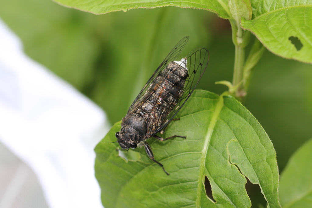 Spring Cicada from 日本、〒384-0071 長野県小諸市大久保 on June 21, 2019 at 01:46 PM ...